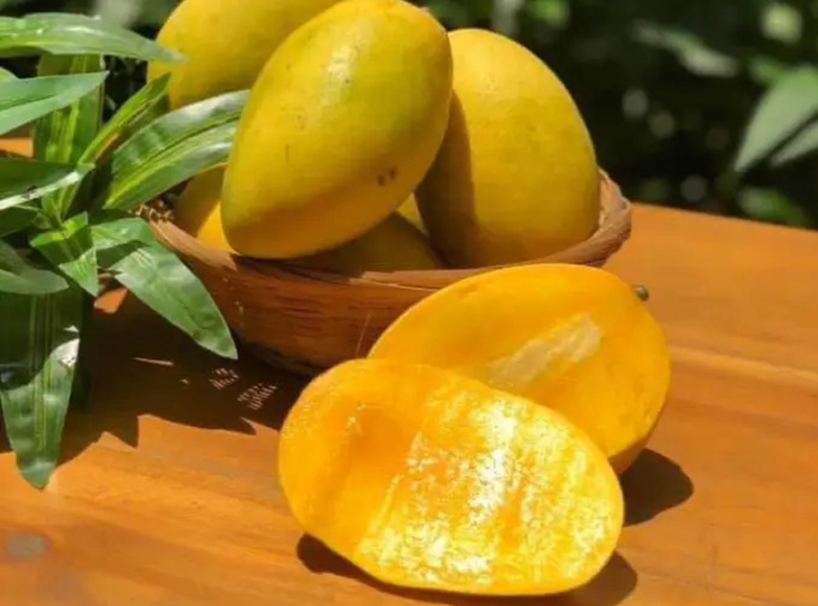 xoài cát nha trang, xoài nha trang, xoài ngọt nha trang, bán xoài ngọt ...